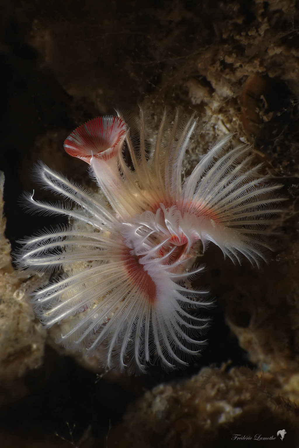 Les vers marins - Frederic Lamothe