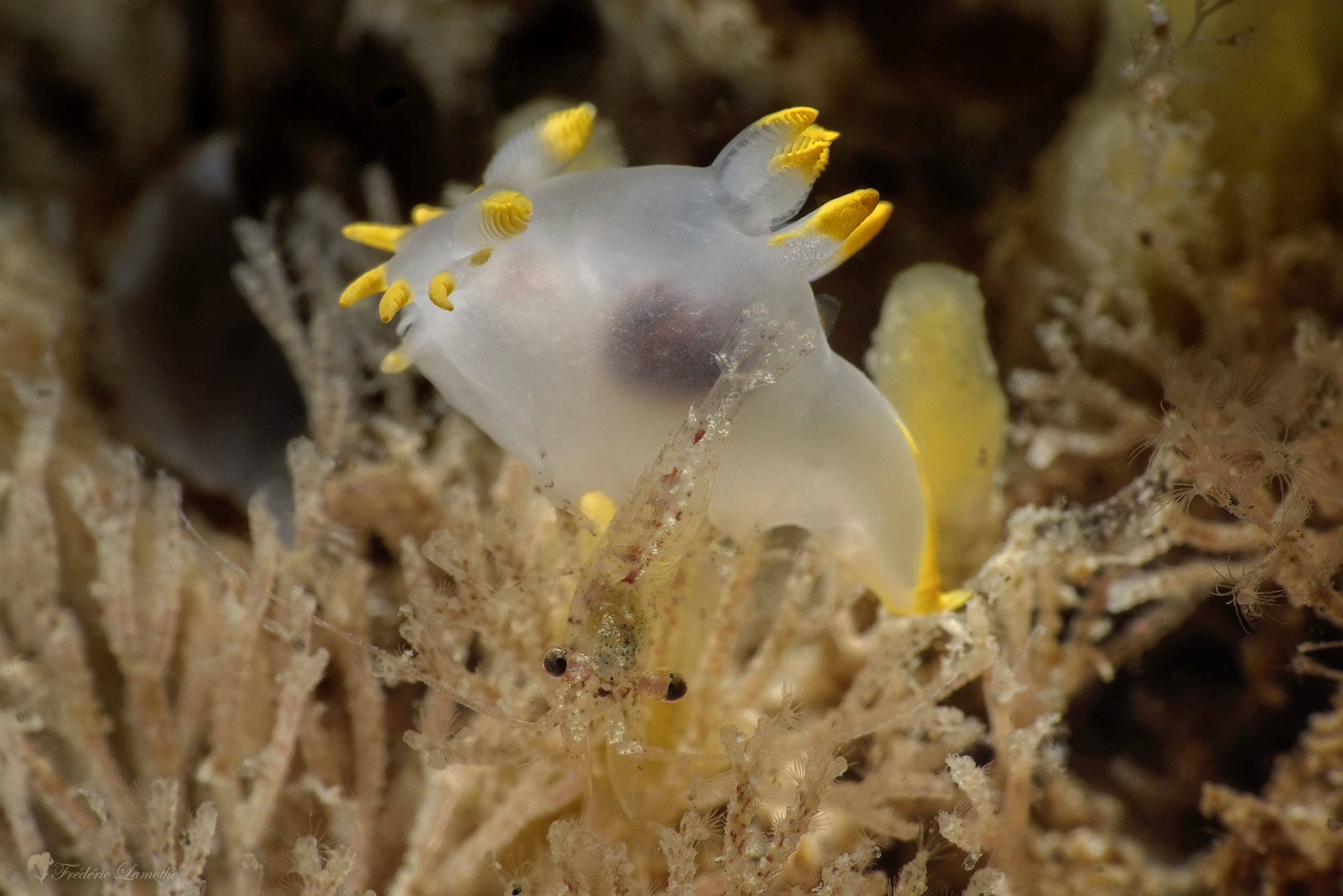 Polycera faeroensis et crevette - Frederic Lamothe